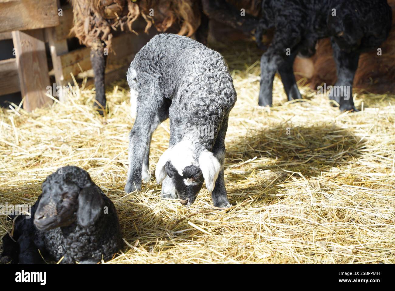 Adorable lambs graze peacefully in a cozy barn, creating a delightful ...