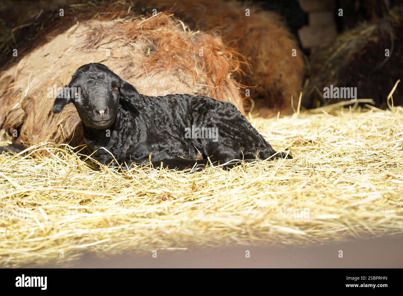 Livestock Ranching A Cute Black Lamb Resting Comfortably in a Fresh ...
