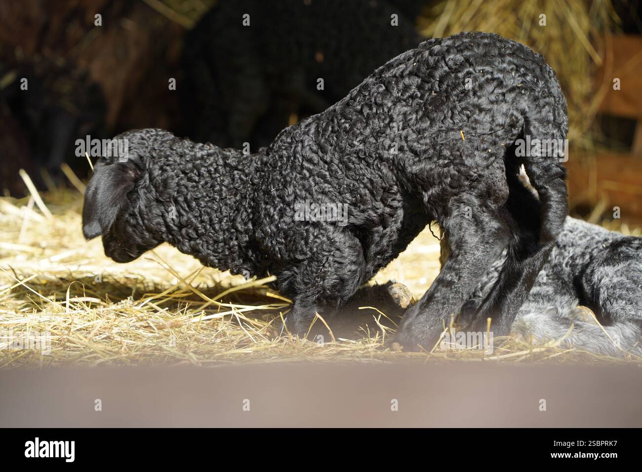 A playful and curly black lamb is happily exploring its environment ...