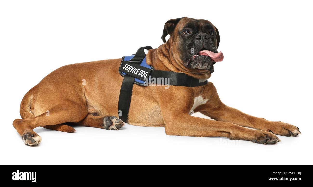 Cute service dog in vest on white background Stock Photo - Alamy