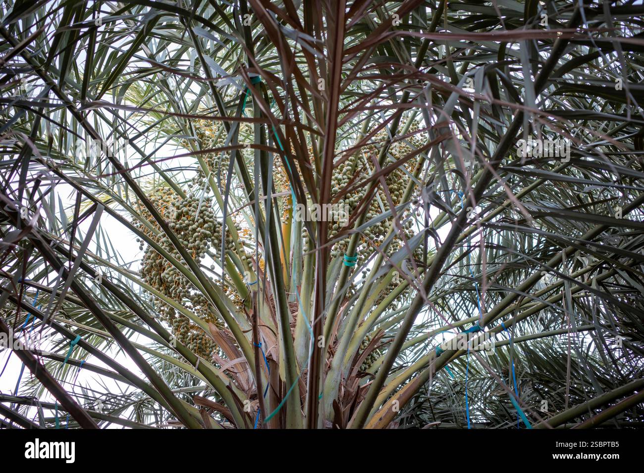 Green Dates Palm Tree (Phoenix dactylifera L) with blue sky background ...