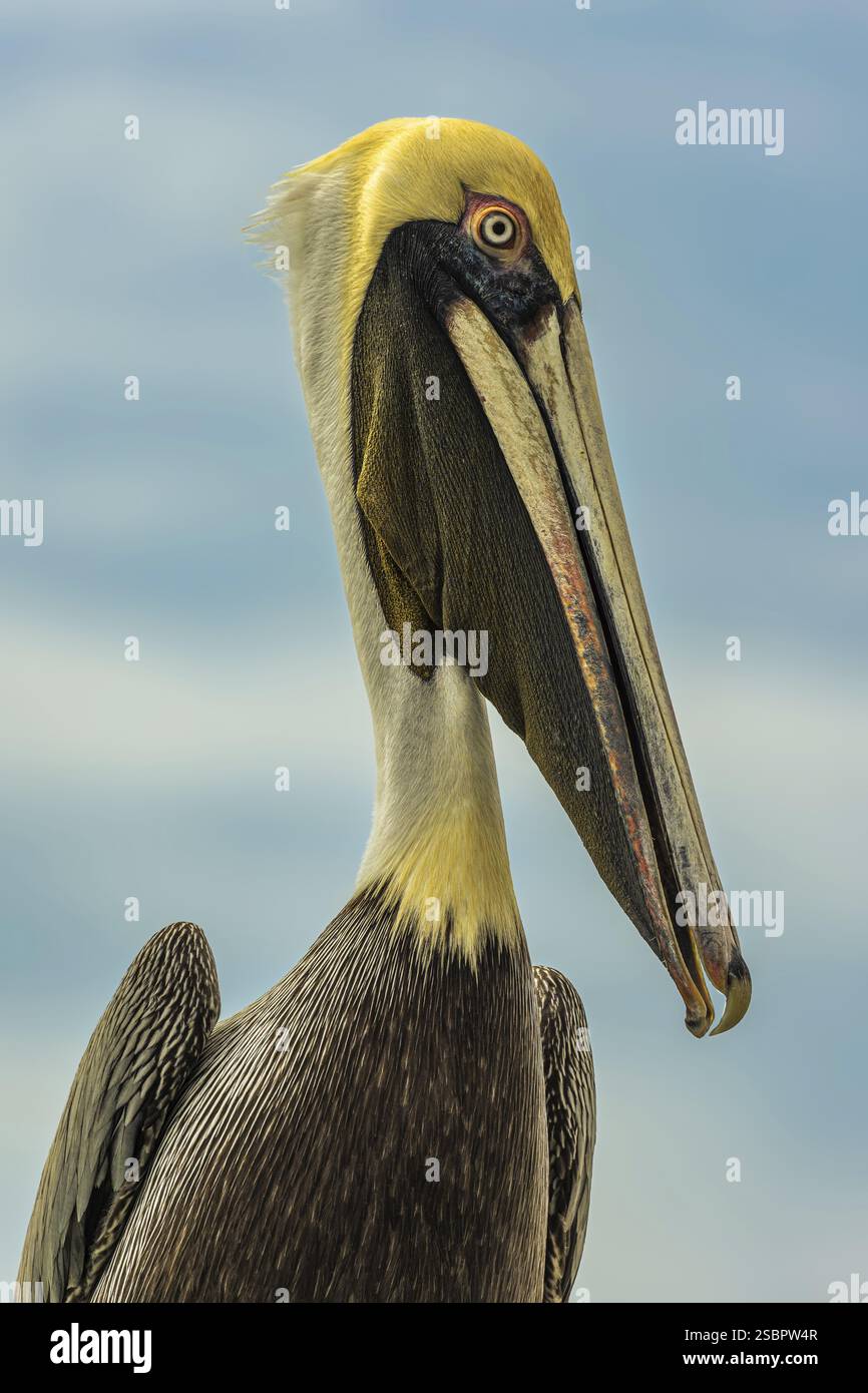 Brown pelican (Pelecanus occidentalis) side view, portrait, Playa ...