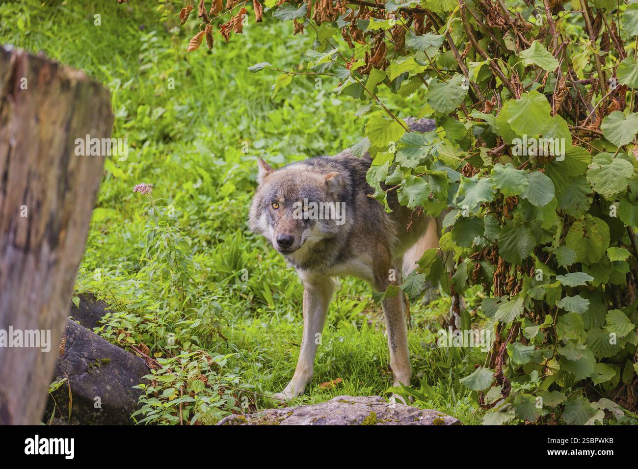 A eurasian gray wolf (Canis lupus lupus) stands on hilly terrain ...
