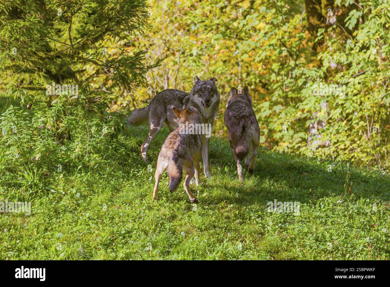Three eurasian gray wolves (Canis lupus lupus) play with each other on ...