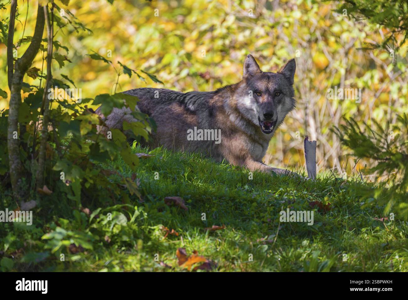 A eurasian gray wolf (Canis lupus lupus) lies on a meadow and chewing a ...