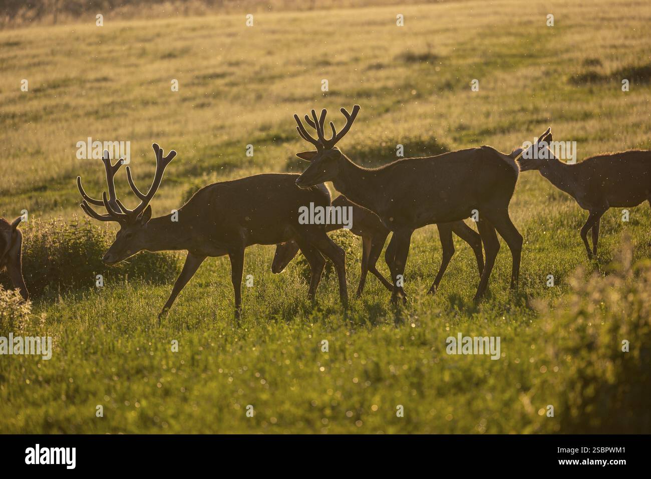 Two male Altai maral, Altai wapiti or Altai elk (Cervus canadensis ...