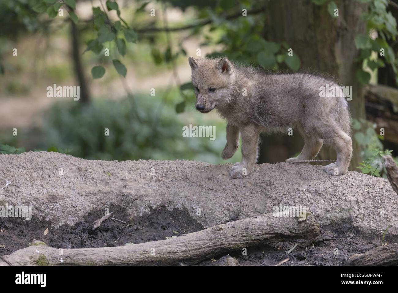 One four weeks old Arctic wolf cub (Canis lupus arctos) standing on a ...