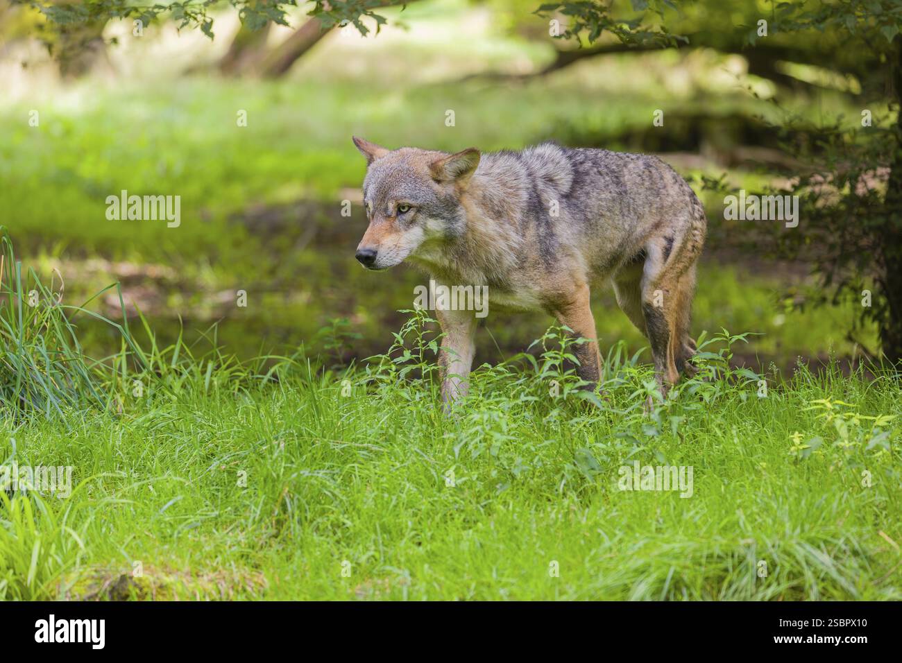 An adult male Eurasian gray wolf (Canis lupus lupus) runs through a ...