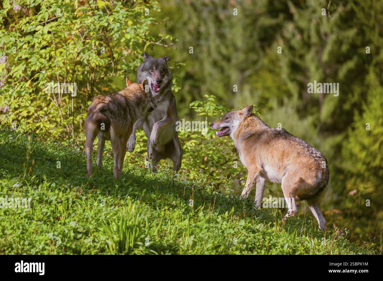 Three eurasian gray wolves (Canis lupus lupus) play with each other on ...