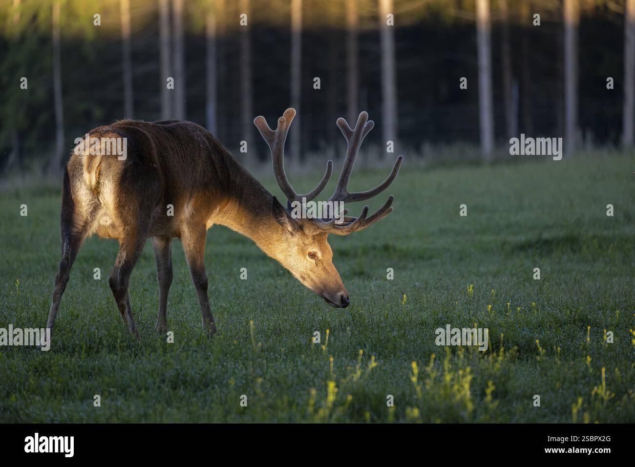 One Altai maral stag, Altai wapiti or Altai elk (Cervus canadensis ...