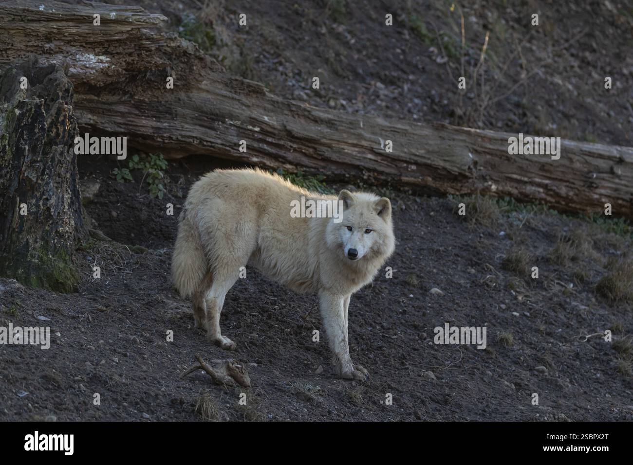 One adult Arctic wolf (Canis lupus arctos) standing in a forest on ...