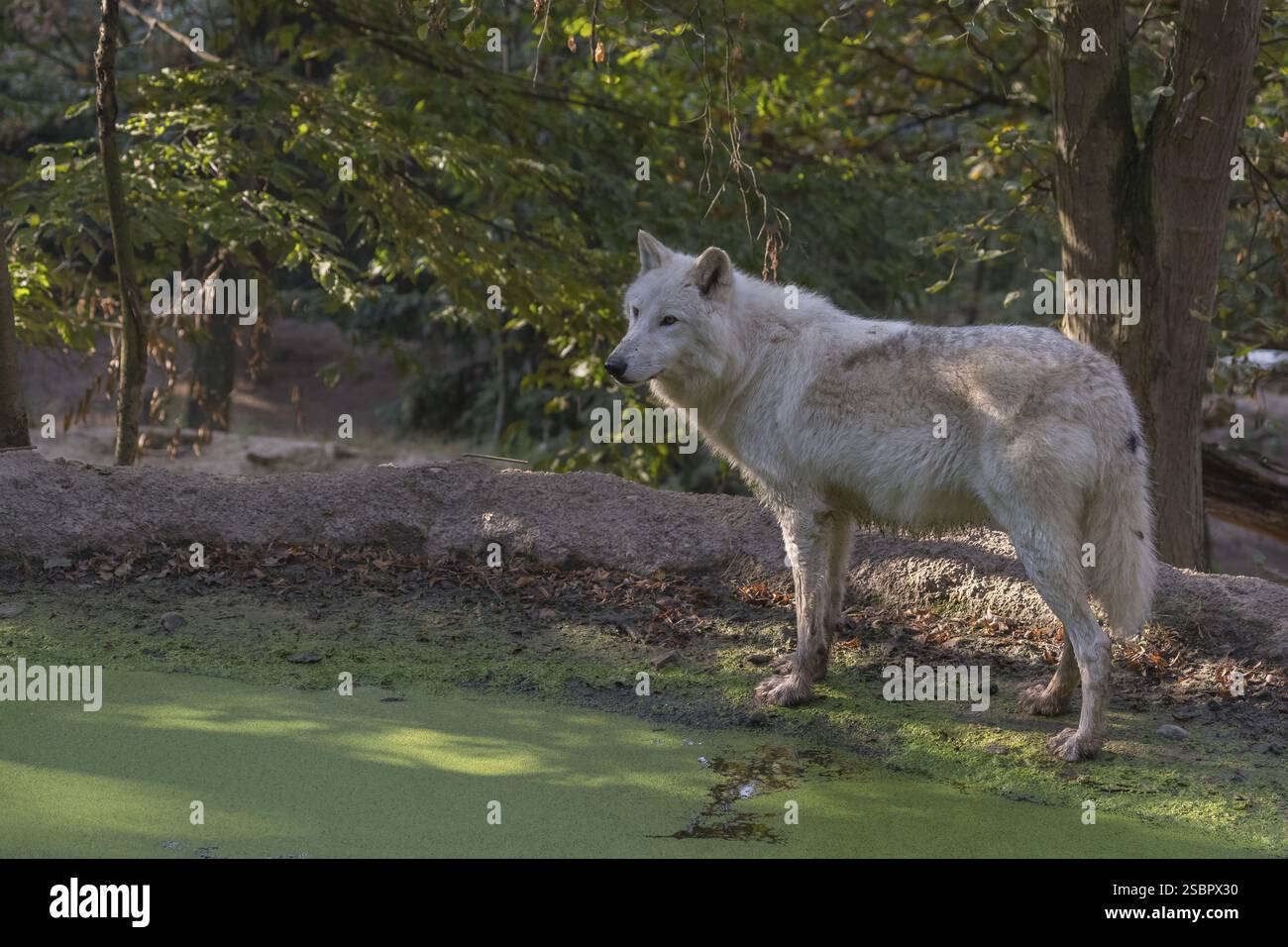 One Arctic wolf (Canis lupus arctos) standing in a small forest opening ...
