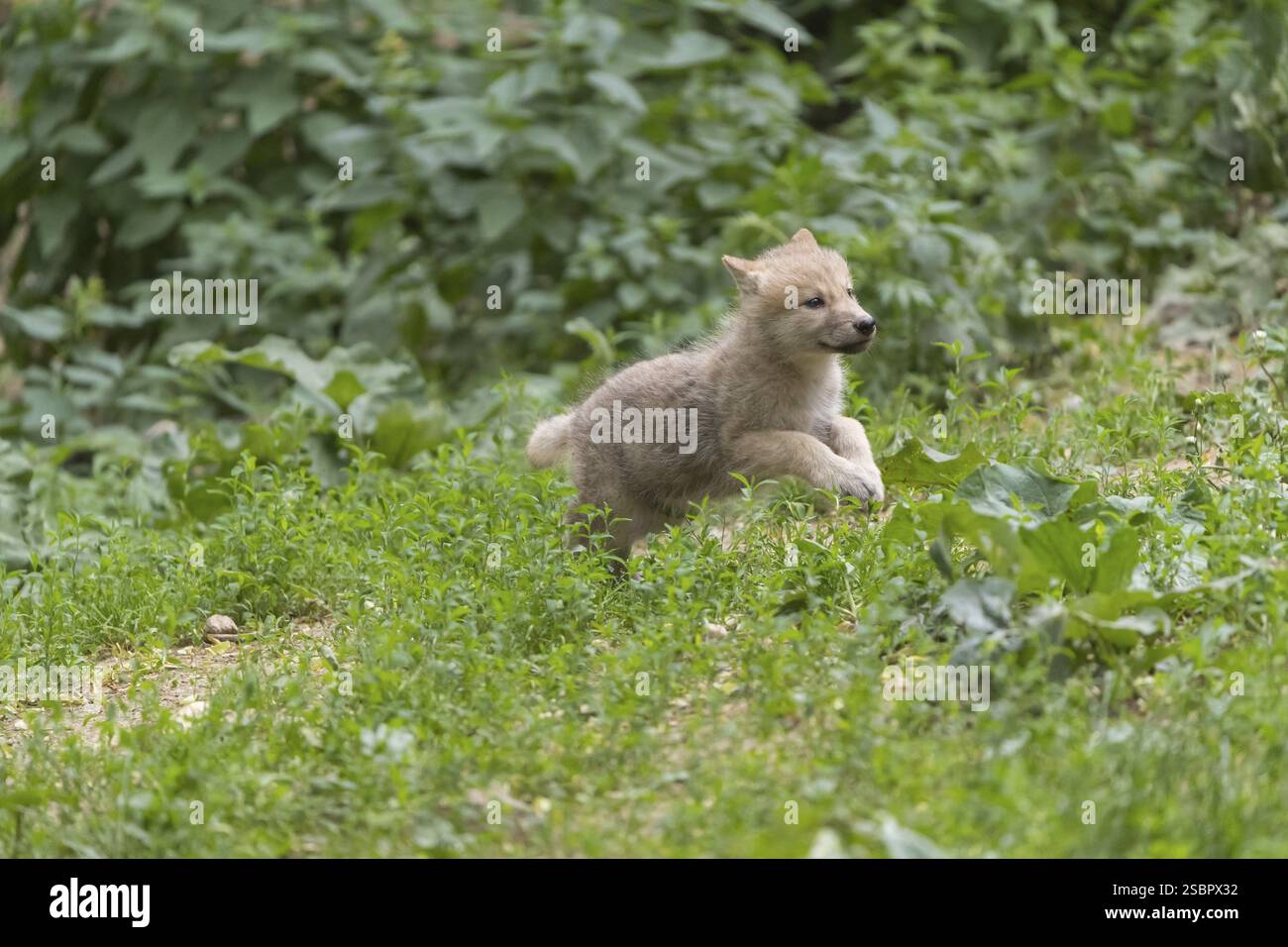 One four weeks old Arctic wolf cub (Canis lupus arctos) walking thru ...