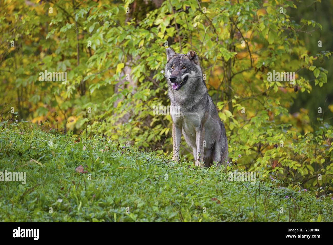 A eurasian gray wolf (Canis lupus lupus) stands on a hill, observing ...