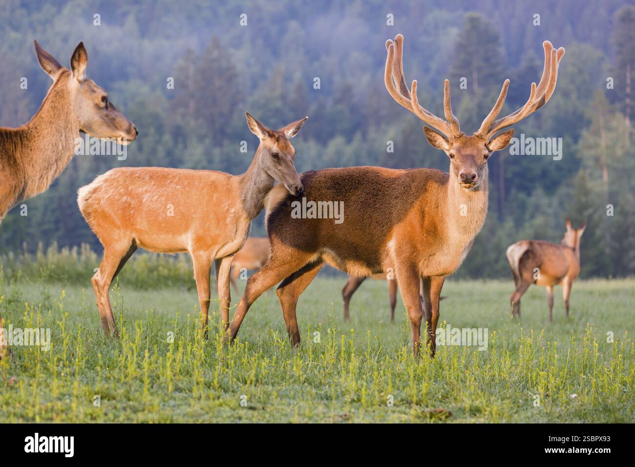 An Altai maral hind, Altai wapiti or Altai elk (Cervus canadensis ...