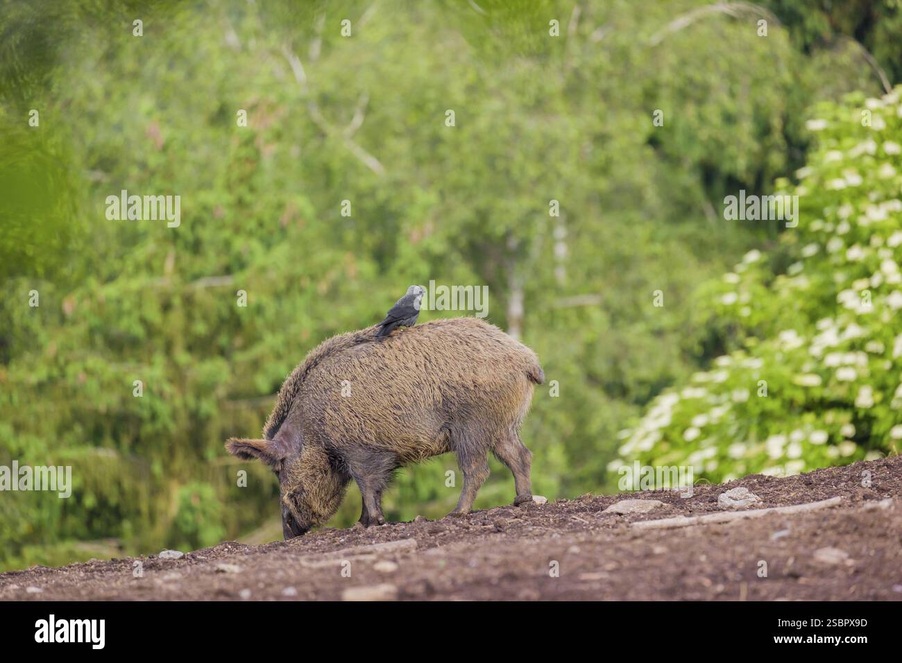 A wild boar or wild pig (Sus scrofa), walks across an opening searching ...