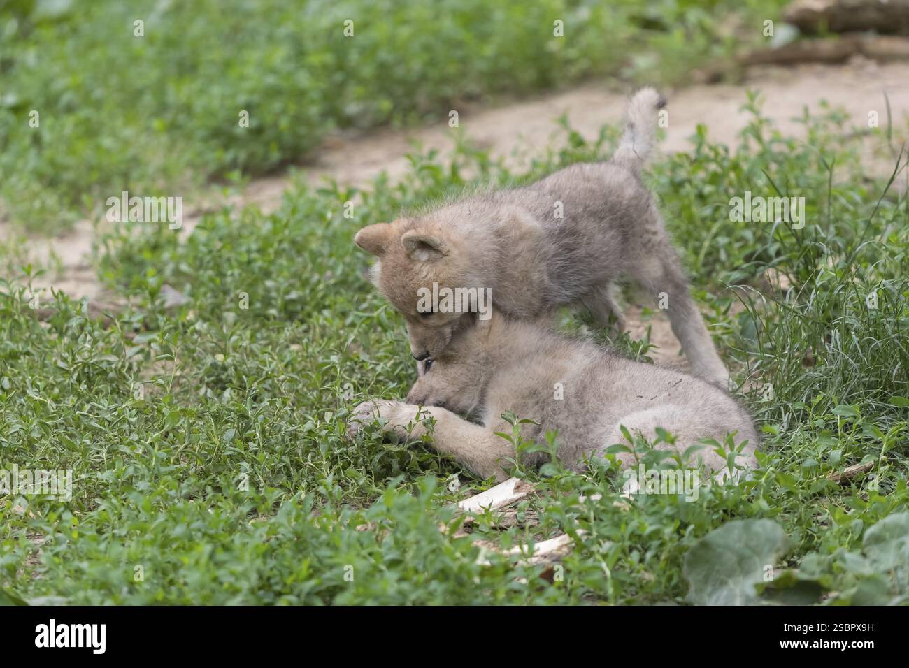 Two four weeks old Arctic wolf cub (Canis lupus arctos) playing with ...