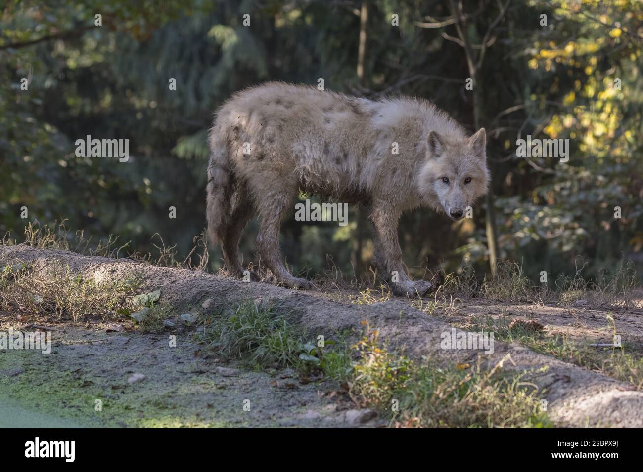 One Arctic wolf (Canis lupus arctos) standing in a small forest opening ...
