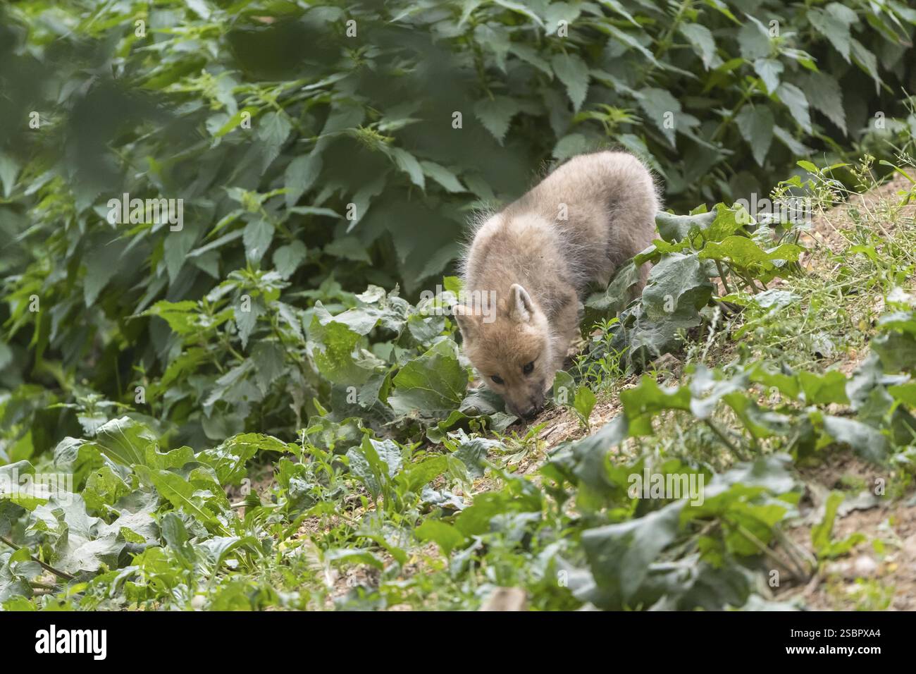 One four weeks old Arctic wolf cub (Canis lupus arctos) walking thru ...