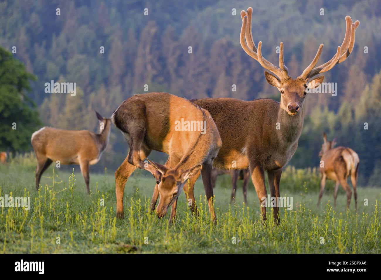 An Altai maral stag, Altai wapiti or Altai elk (Cervus canadensis ...