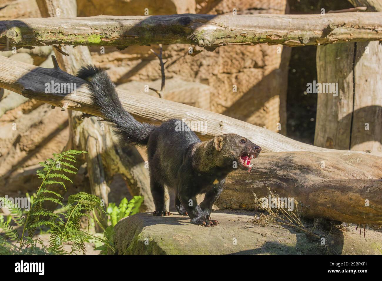 A Tayra (Eira barbara) stands on a fallen tree and eats something Stock ...
