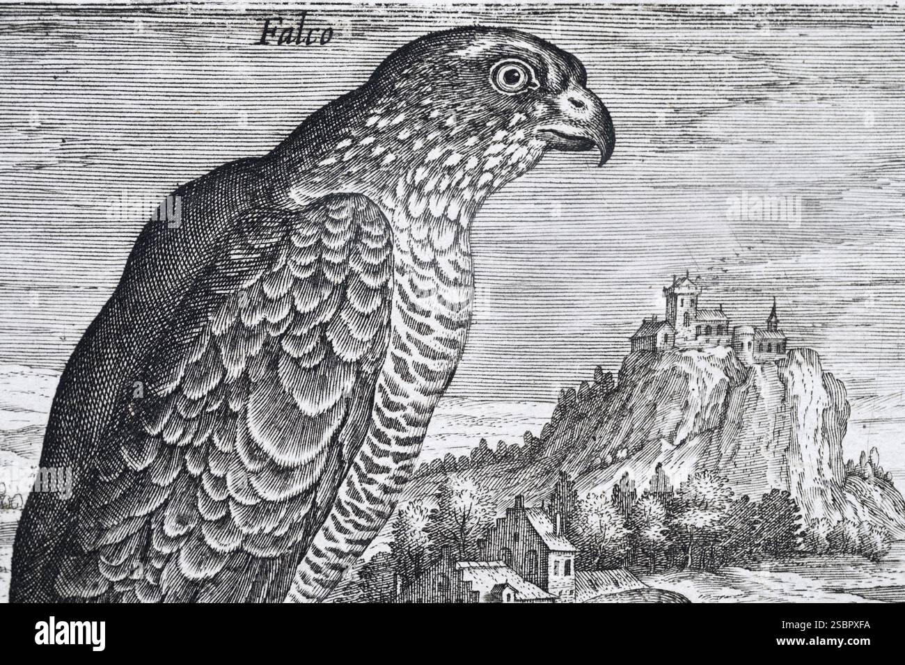 Falcon in front of a medieval landscape with castle, copperplate ...
