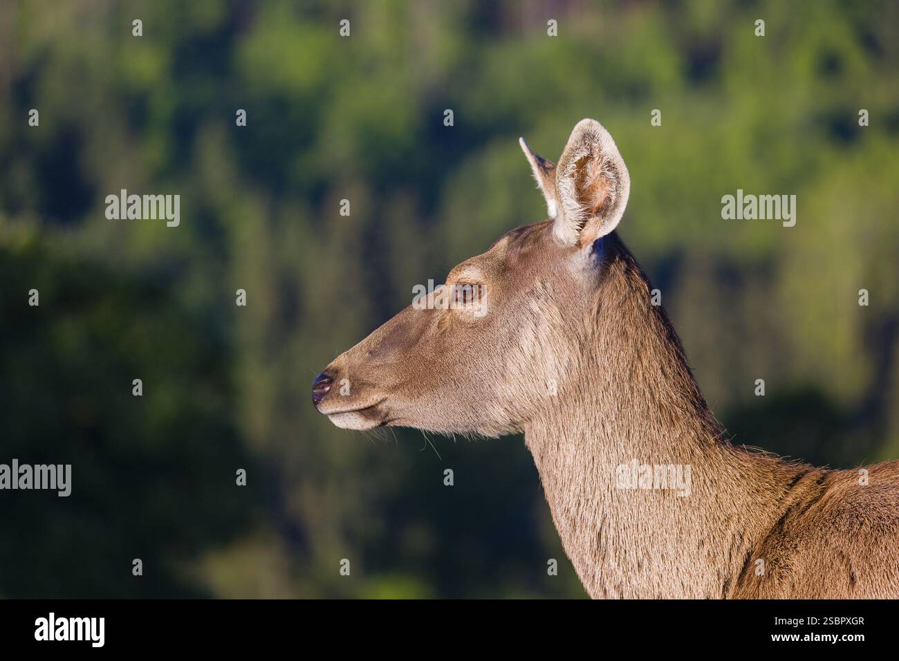 Portrait of a female Altai maral, Altai wapiti or Altai elk (Cervus ...