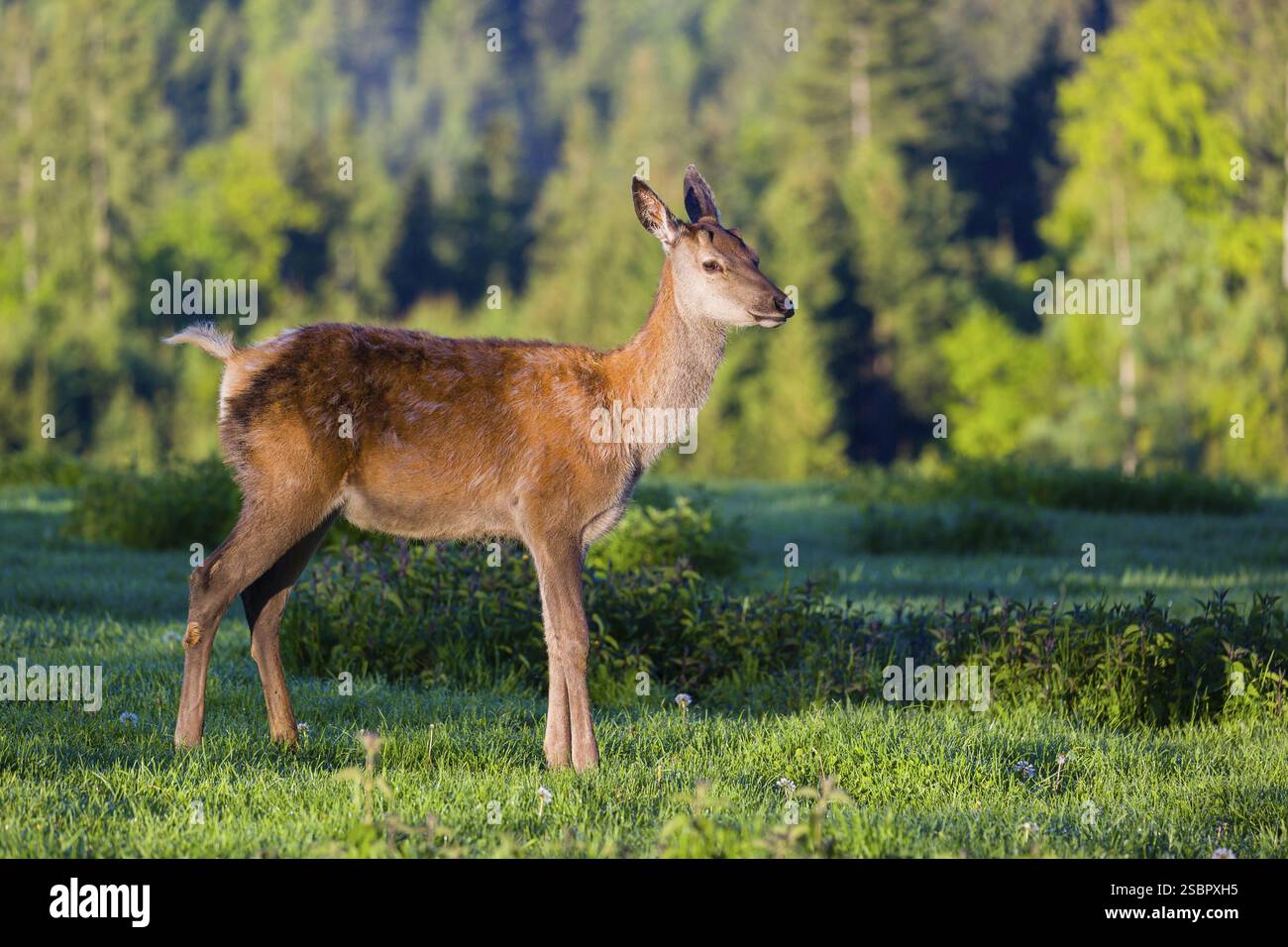One young female Altai maral, Altai wapiti or Altai elk (Cervus ...