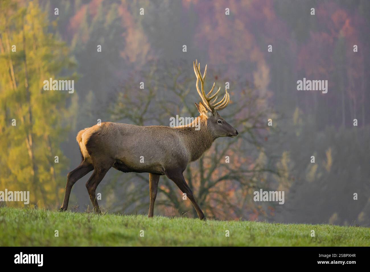 An Altai maral stag, Altai wapiti or Altai elk (Cervus canadensis ...