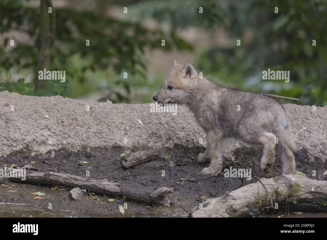 One four weeks old Arctic wolf cub (Canis lupus arctos) standing on a ...