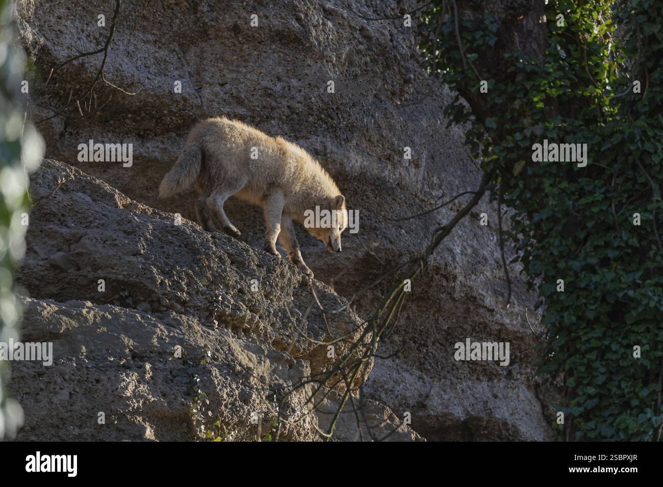 One adult Arctic wolf (Canis lupus arctos) walking high in a rock wall ...