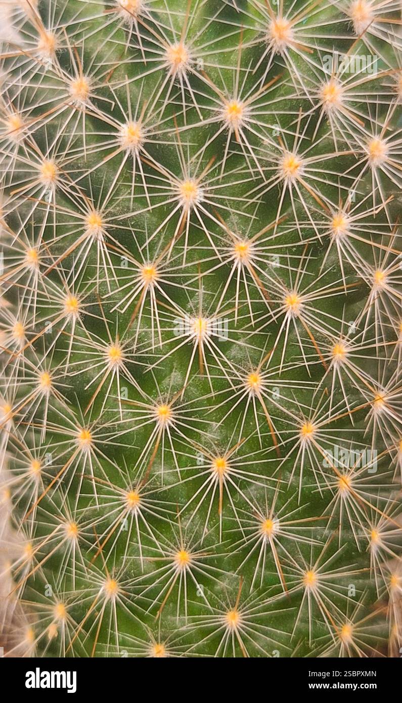 Cactus Spikes: Nature’s Sharp Design Stock Photo - Alamy