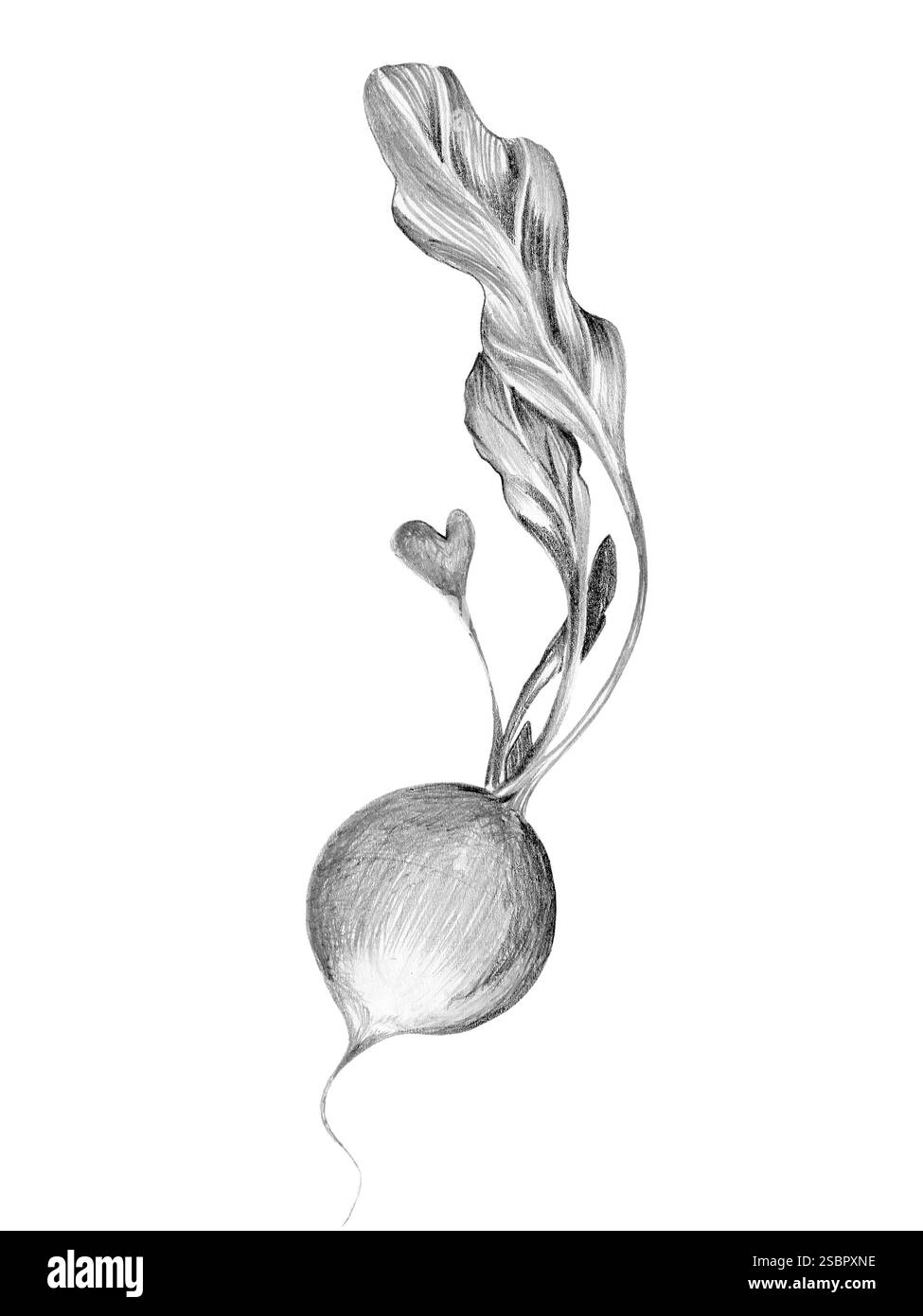 White radish on black Black and White Stock Photos & Images - Alamy