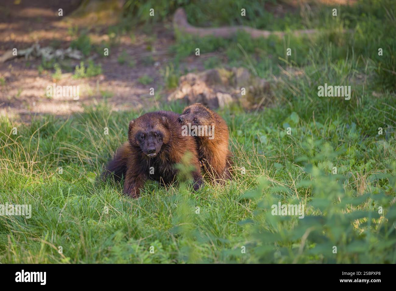 Two wolverine (Gulo gulo) fight each other on a green meadow at a ...