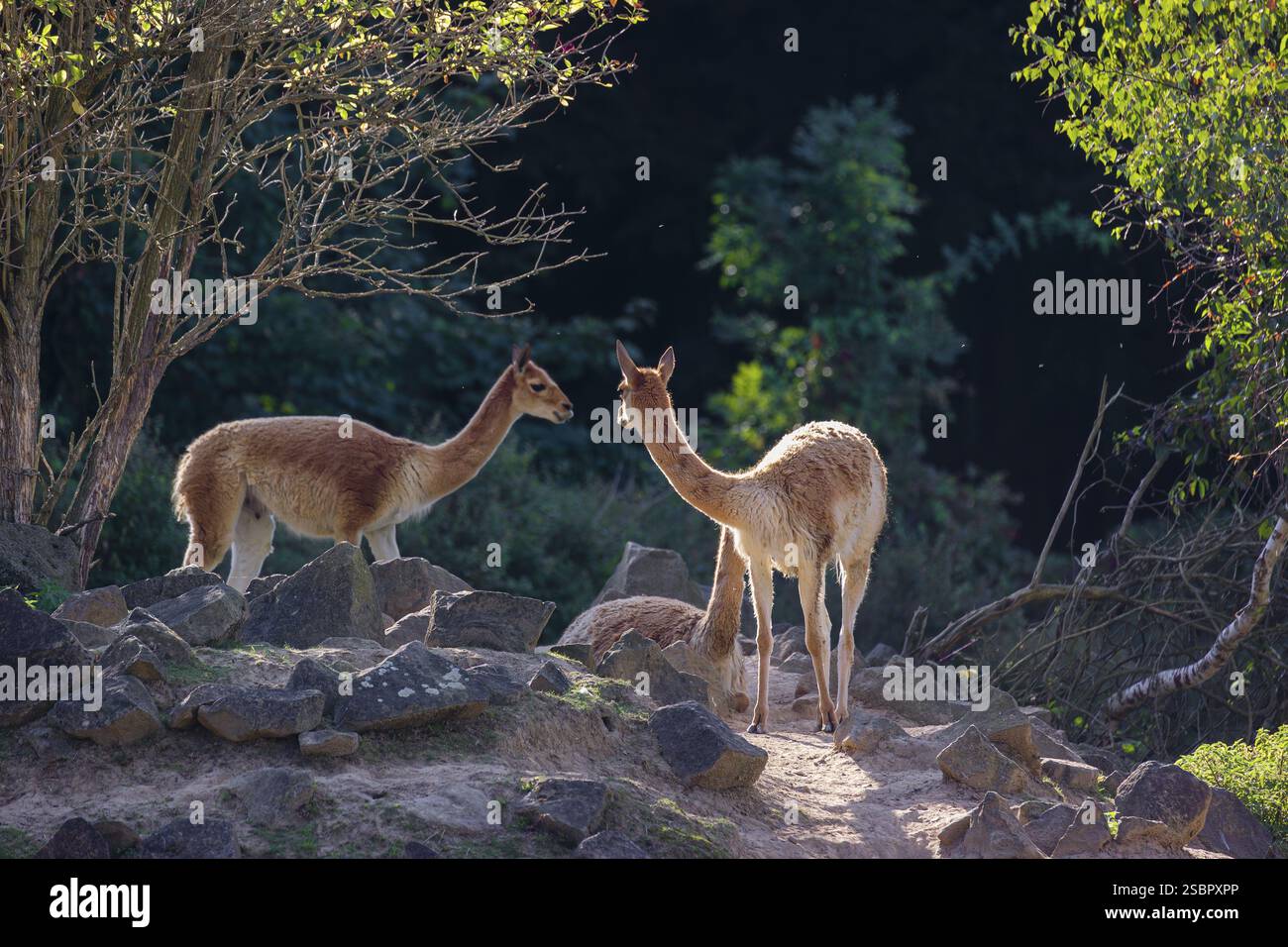 Three vicunas (Lama vicugna) stand on rocky terrain under a tree in a ...