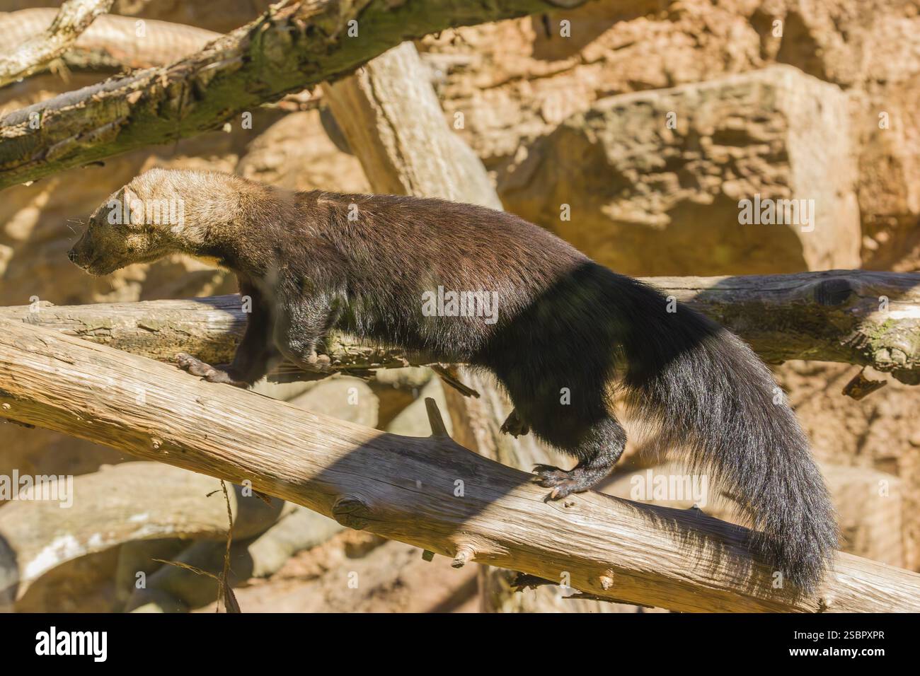 A Tayra (Eira barbara) runs on branches of a fallen tree Stock Photo ...