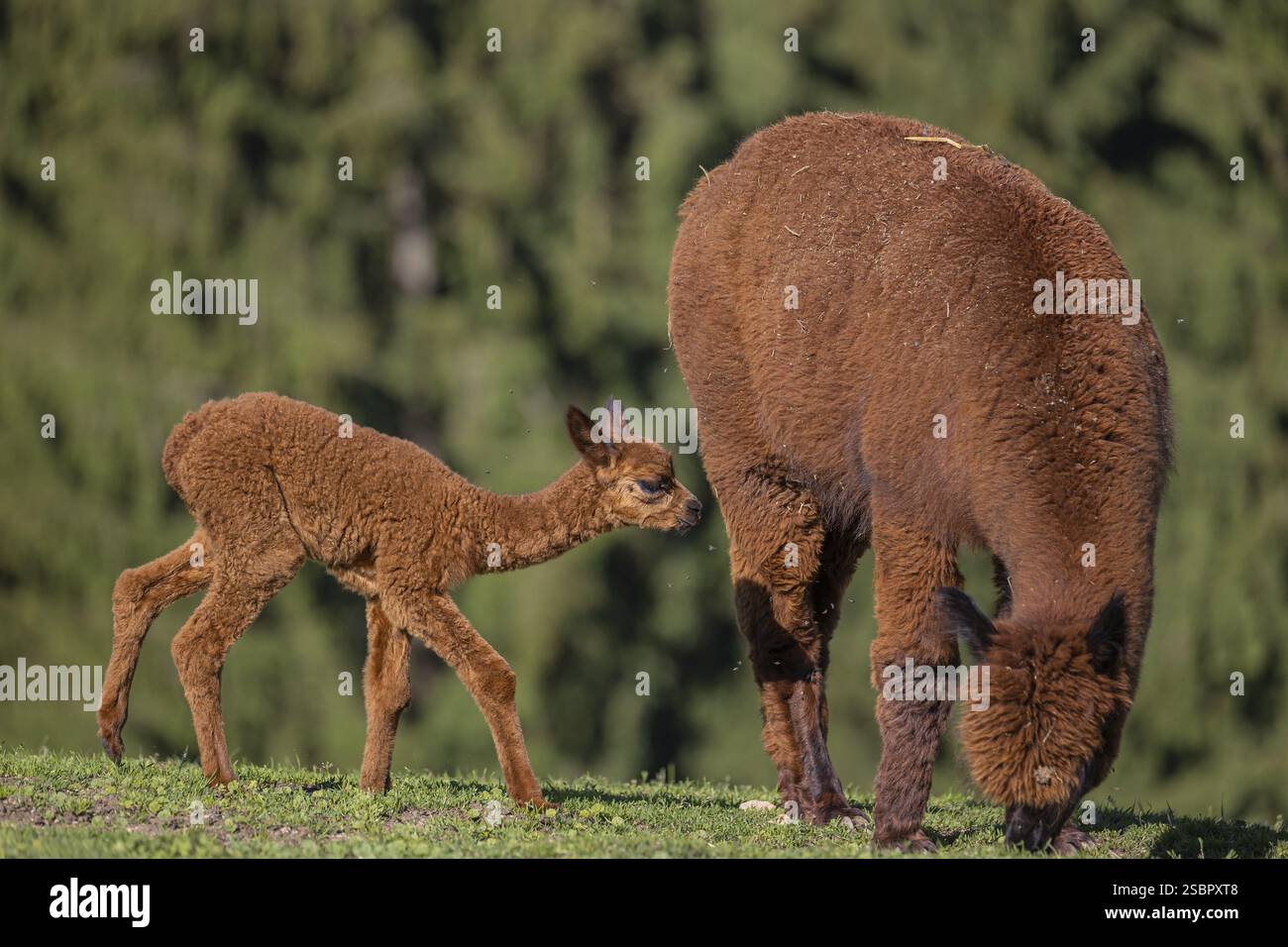 Brown female Alpaca (Vicugna pacos) with her newborn standing in green ...