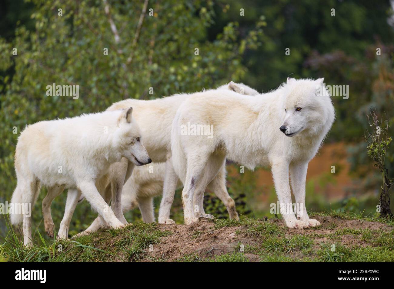 A pack of Arctic wolves (Canis lupus arctos) stands on a small hil ...