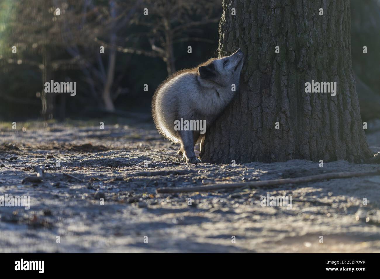 One arctic fox (Vulpes lagopus), (white fox, polar fox, or snow fox ...