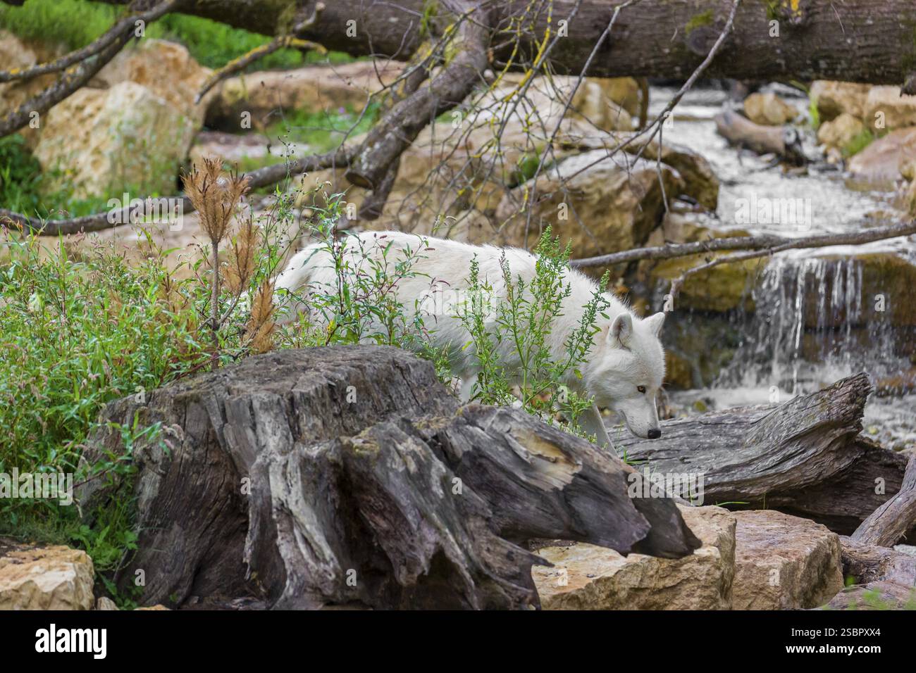 An Arctic wolf (Canis lupus arctos) runs over rocks, crossing a little ...