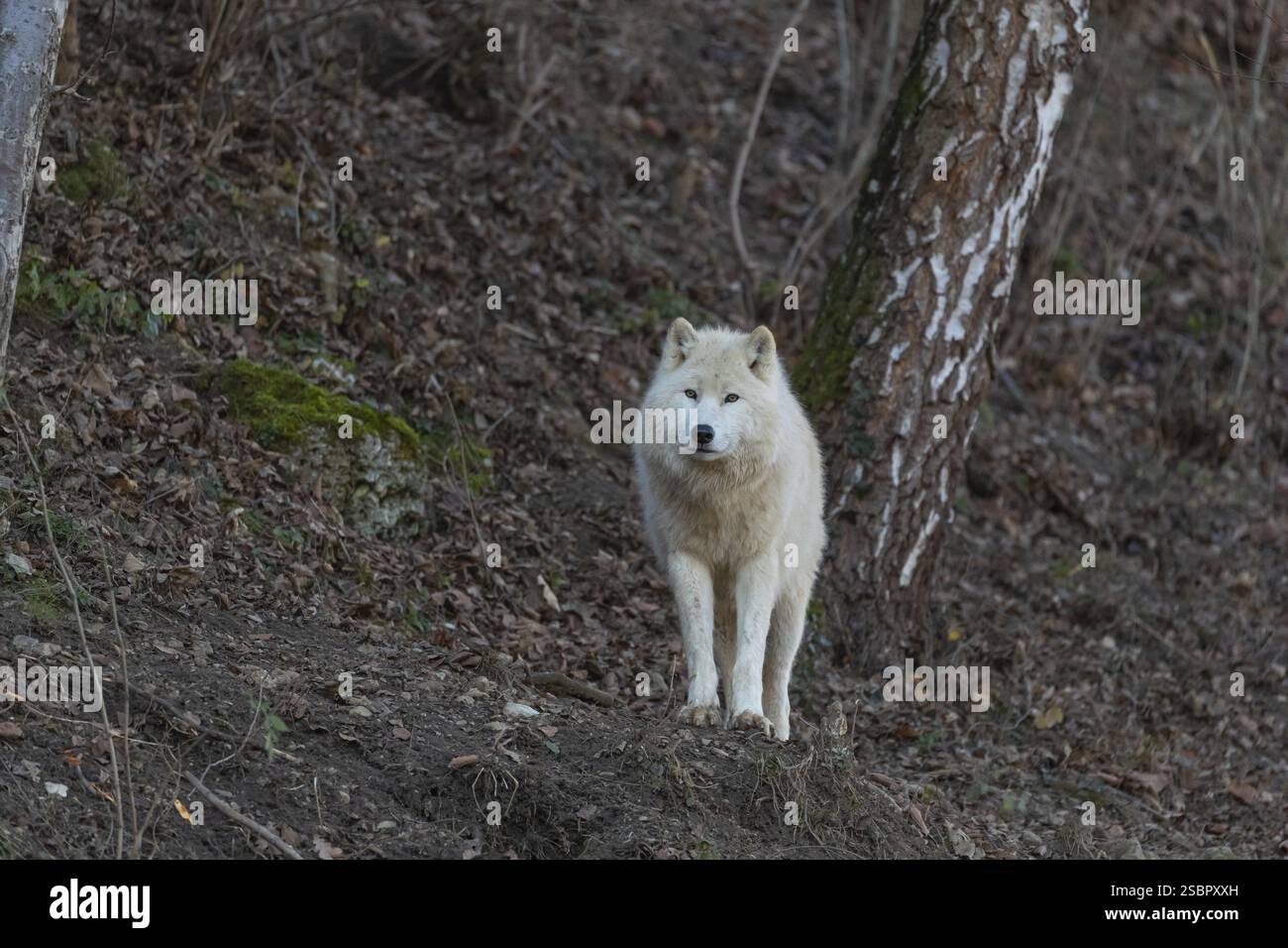 One adult Arctic wolf (Canis lupus arctos) standing in a forest on ...