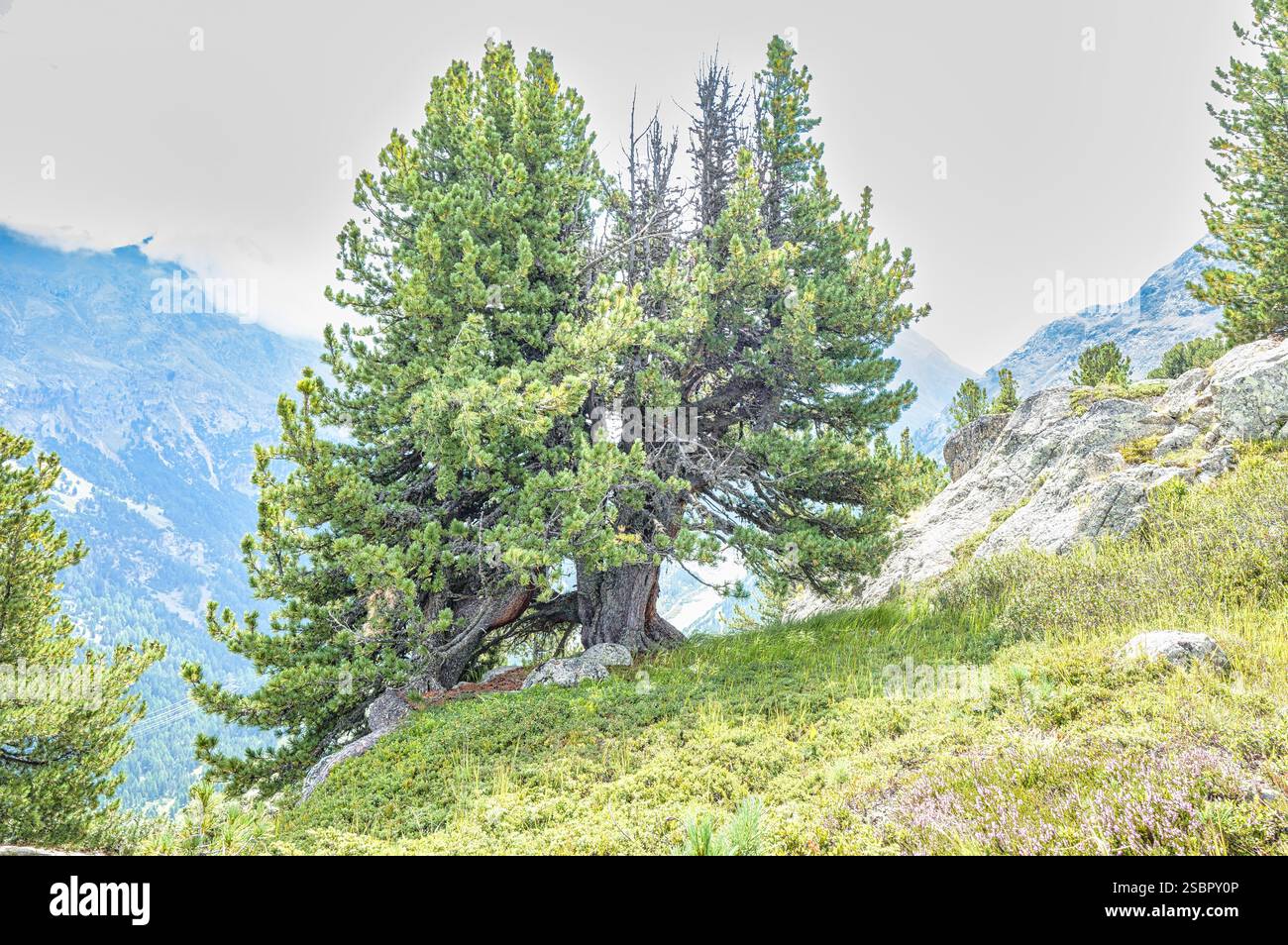 Secular Pinus Cembra plant in a Swiss valley in the mountains Stock ...