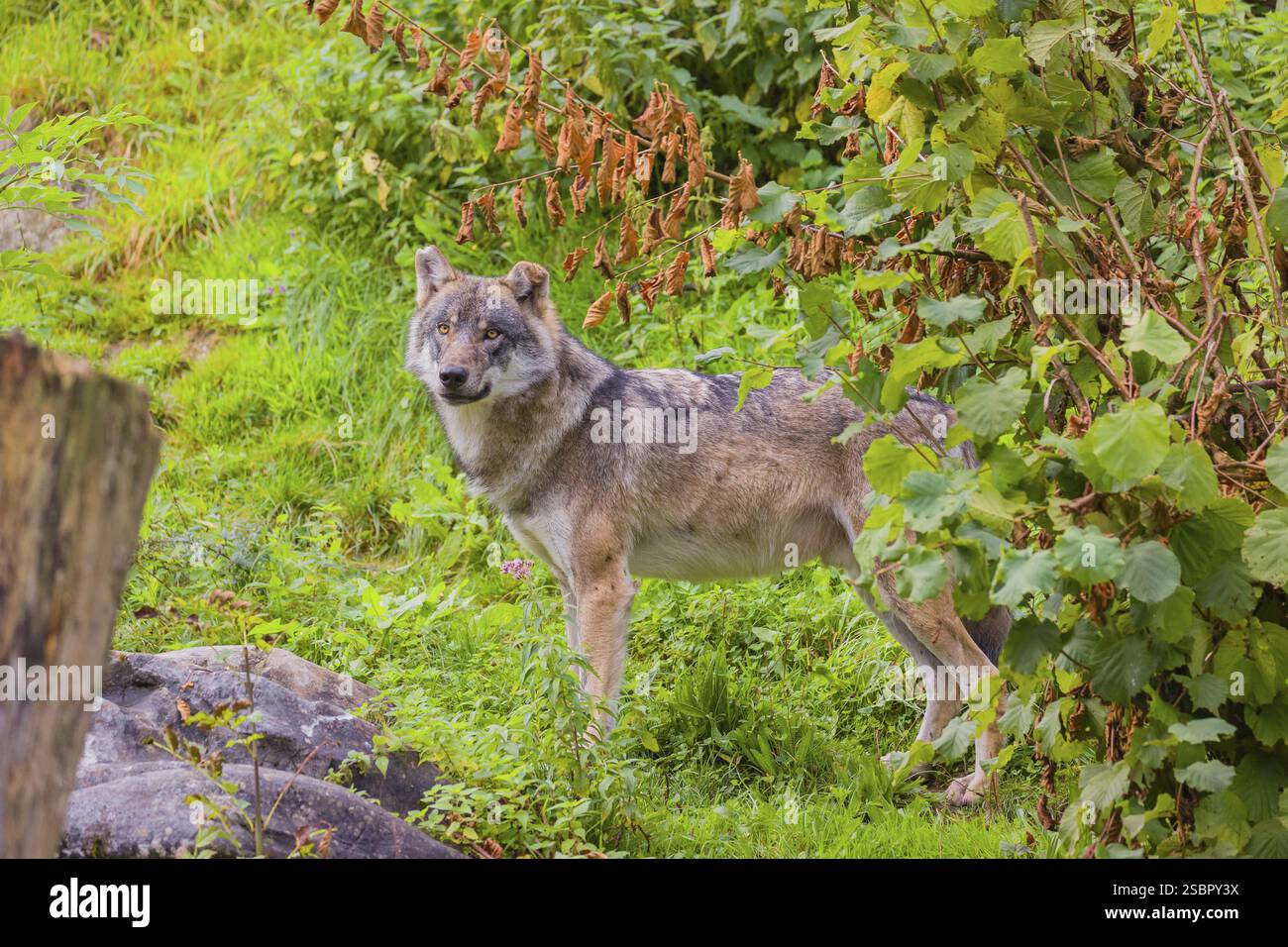 A eurasian gray wolf (Canis lupus lupus) stands on hilly terrain ...