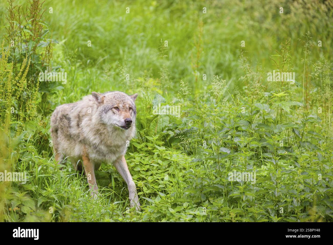 A submissive eurasian gray wolf (Canis lupus lupus) anxiously watches ...