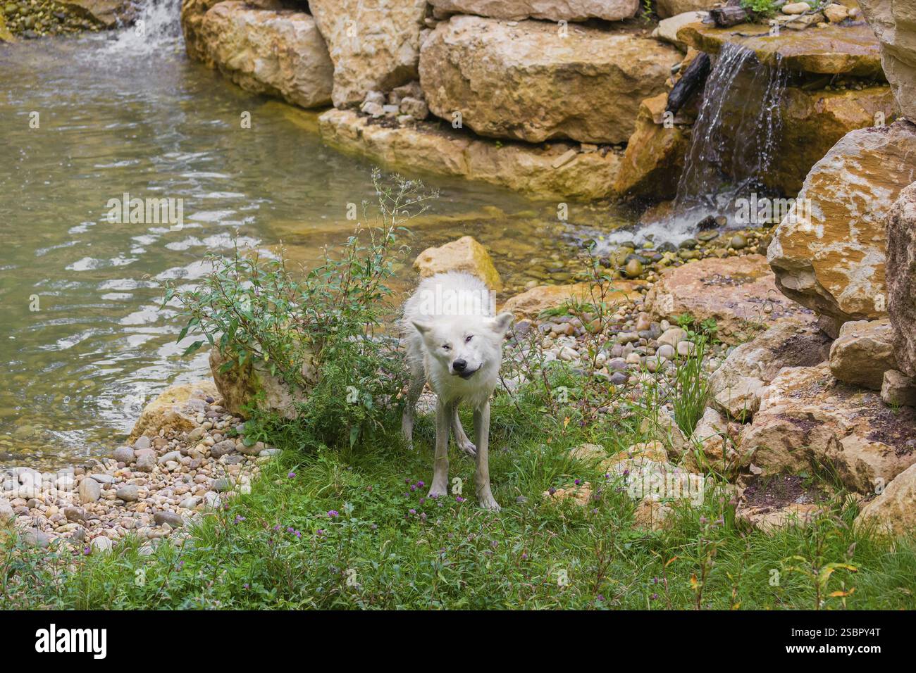 An Arctic wolf (Canis lupus arctos) leaving a pool of water below a ...