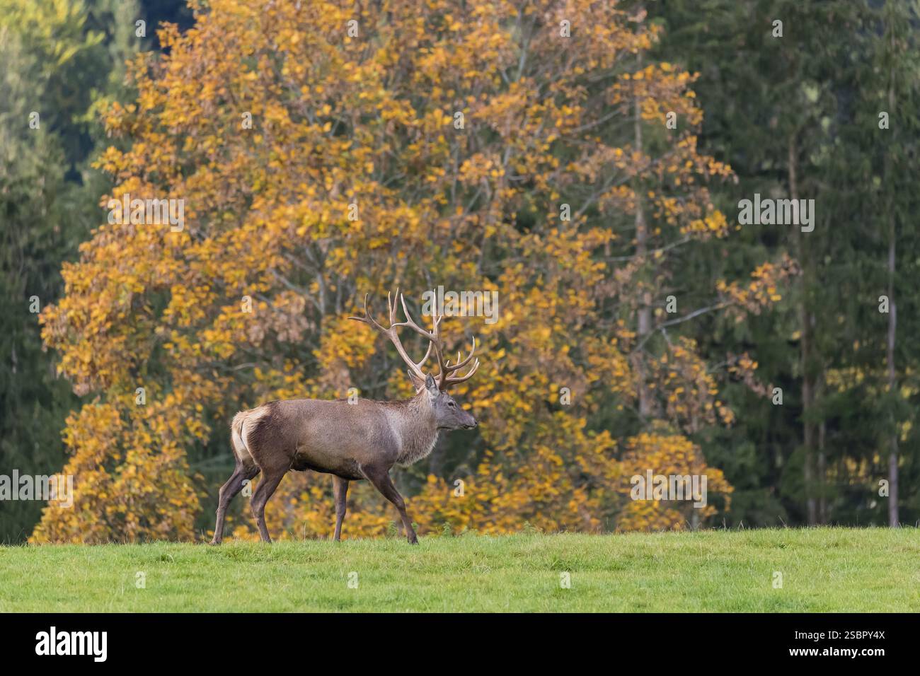 Cervus canadensis sibiricu hi-res stock photography and images - Alamy