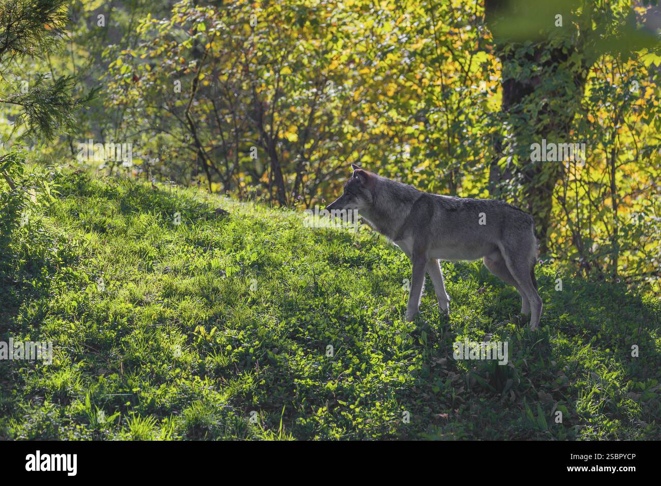 A eurasian gray wolf (Canis lupus lupus) stands on a forest edge in ...