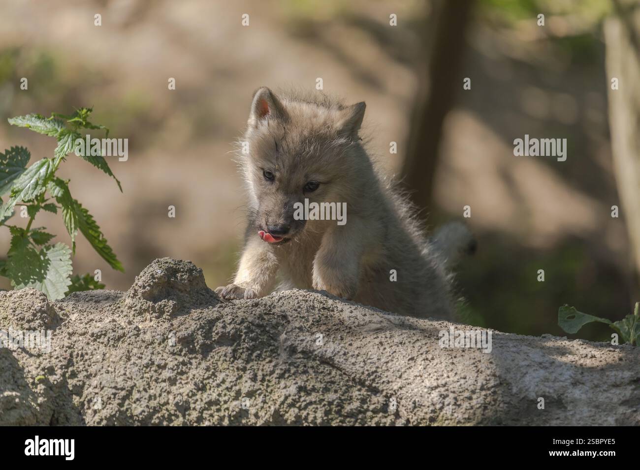 One four weeks old Arctic wolf cub (Canis lupus arctos) standing on a ...