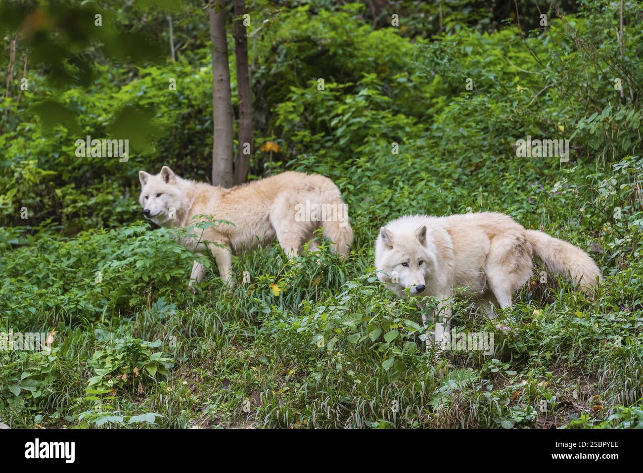 Two adult Arctic wolves (Canis lupus arctos) walk through the green ...