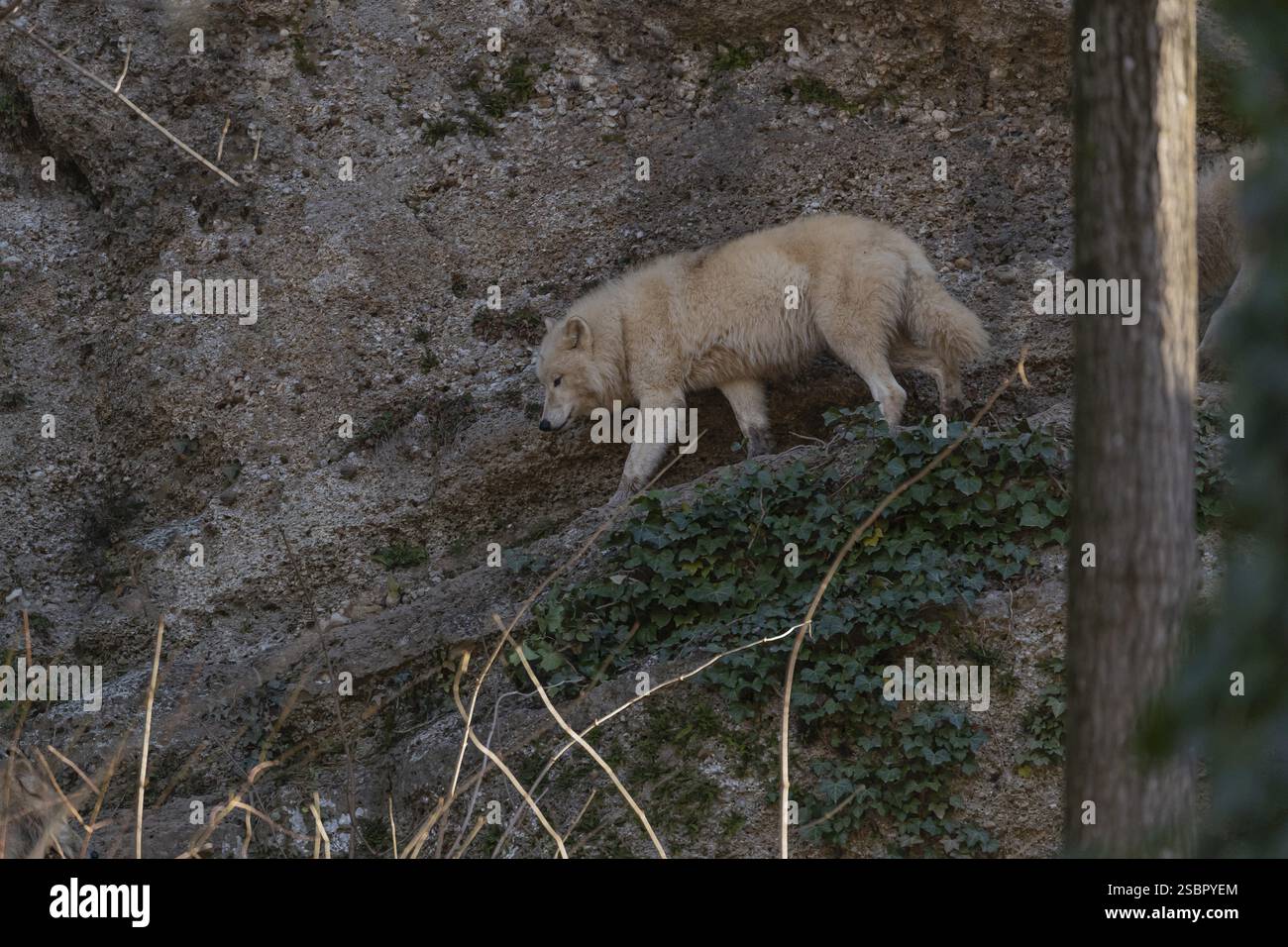 One adult Arctic wolf (Canis lupus arctos) walking high in a rock wall ...